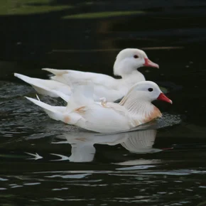 Marreco Rouen à venda – Ave ornamental com envio para todo o Brasil