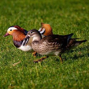 Marrecos - AvesOrnamentaisJ&J - Aves Ornamentais J&J