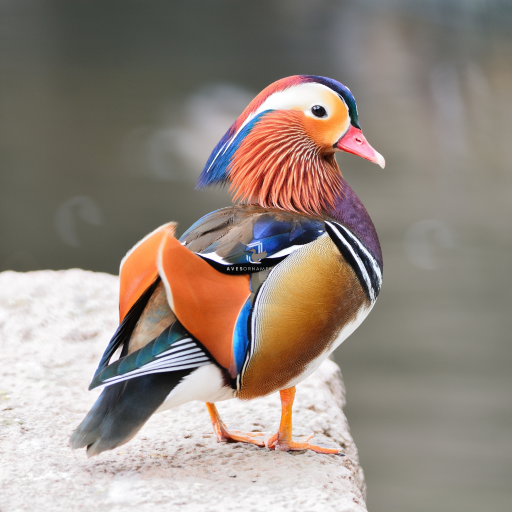 Marreco Mandarim
