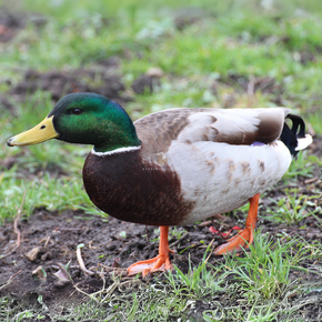 Marreco Spot Bill à venda – Ave ornamental com envio para todo o Brasil