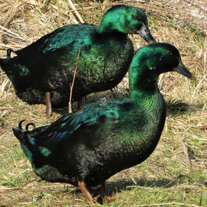 Marreco Spot Bill à venda – Ave ornamental com envio para todo o Brasil