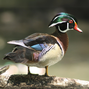 Marreco Rouen à venda – Ave ornamental com envio para todo o Brasil