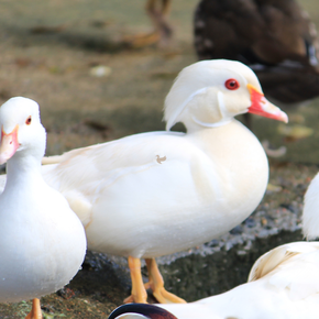 Marrecos - AvesOrnamentaisJ&J - Aves Ornamentais J&J