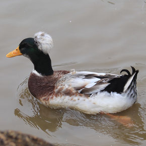 Marreco Spot Bill à venda – Ave ornamental com envio para todo o Brasil