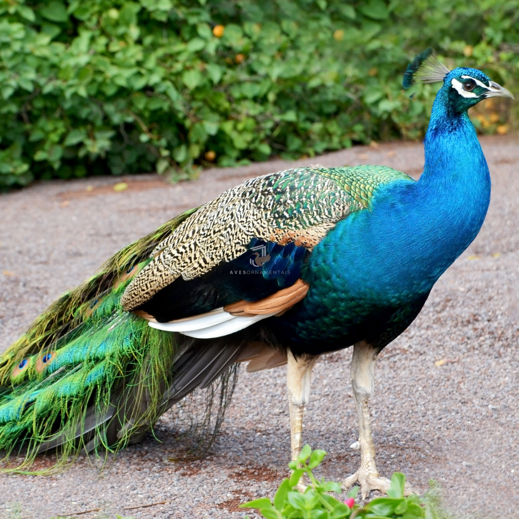 Pavão Azul Adulto