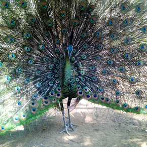 Pavões - AvesOrnamentaisJ&J - Aves Ornamentais J&J