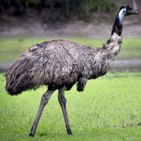 Emu à venda – Ave ornamental com envio para todo o Brasil