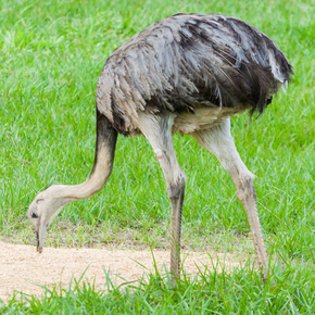 Ema à venda – Ave ornamental com envio para todo o Brasil