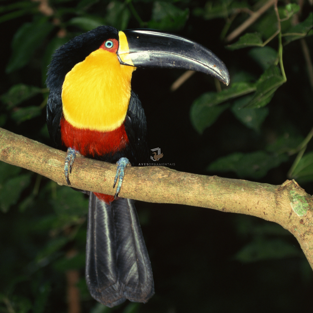 Tucano-de-bico-preto à venda – Ave ornamental com envio para todo o Brasil