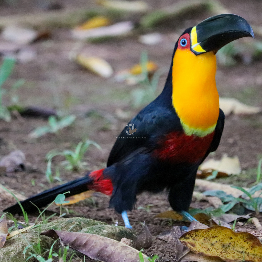 Tucano-de-bico-preto à venda – Ave ornamental com envio para todo o Brasil