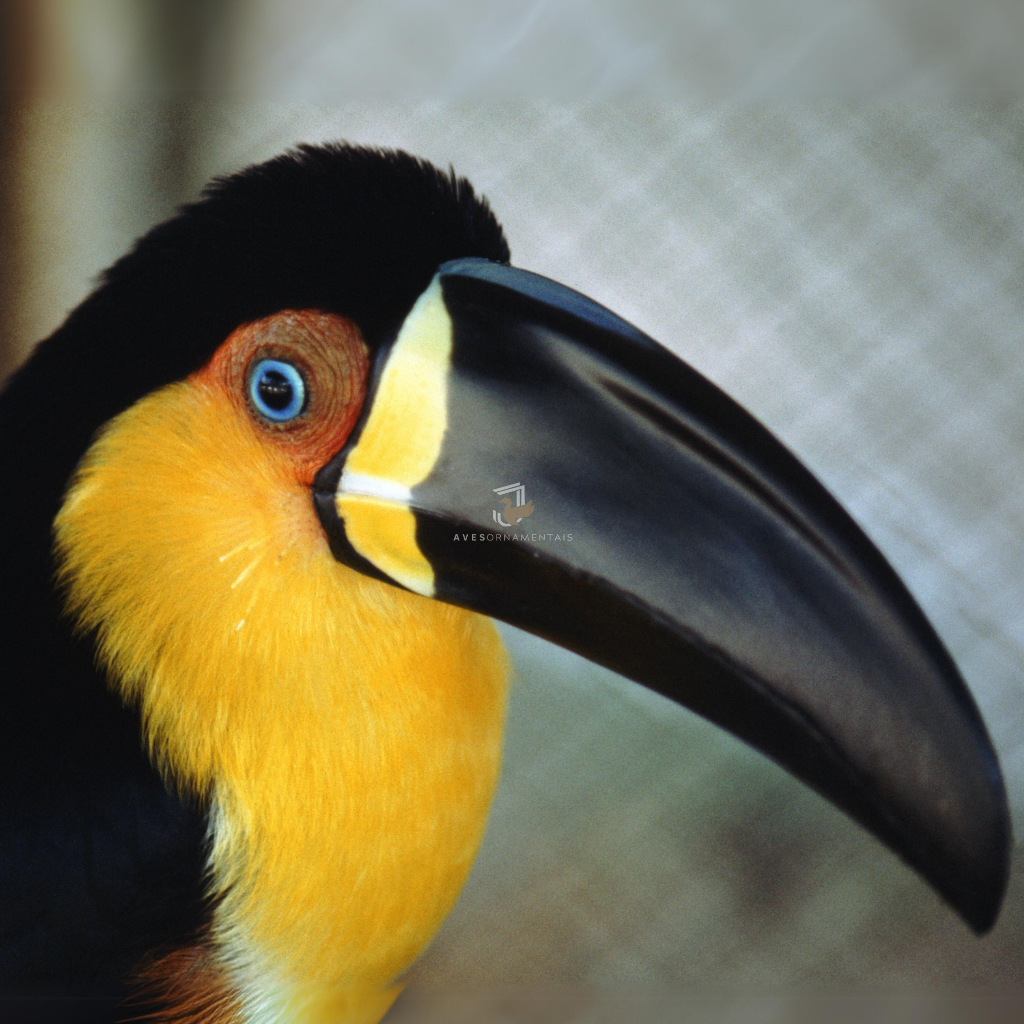 Tucano-de-bico-preto à venda – Ave ornamental com envio para todo o Brasil