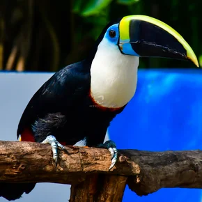 Tucano-de-papo-branco à venda – Ave ornamental com envio para todo o Brasil