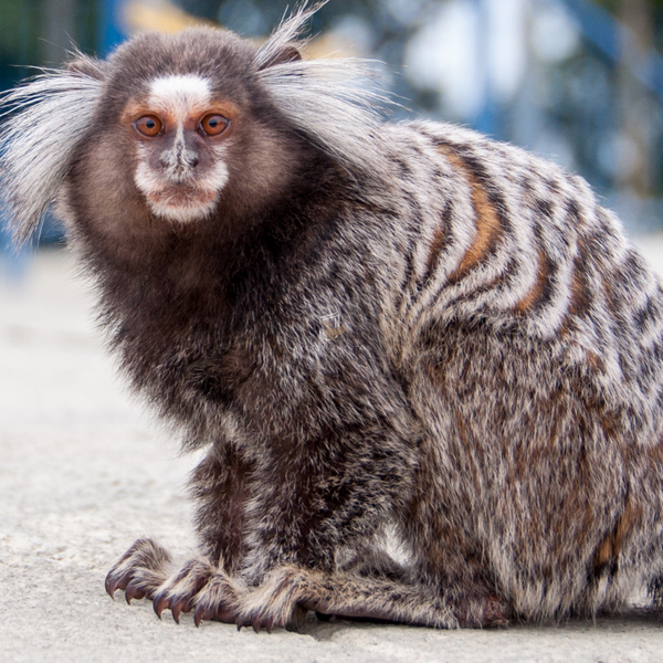 Sagui-de-tufo-branco à venda – Animais com envio para todo o Brasil