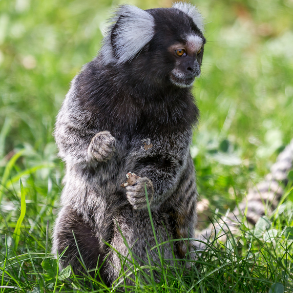 Sagui-de-tufo-branco à venda – Animais com envio para todo o Brasil