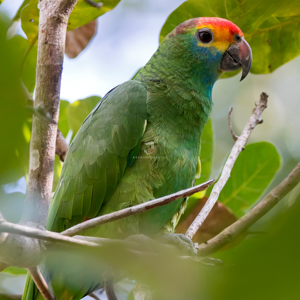 Papagaio Chauá