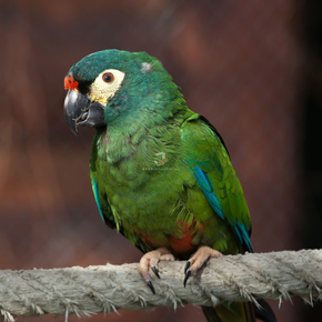 Arara Canindé