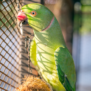 Ringneck Verde