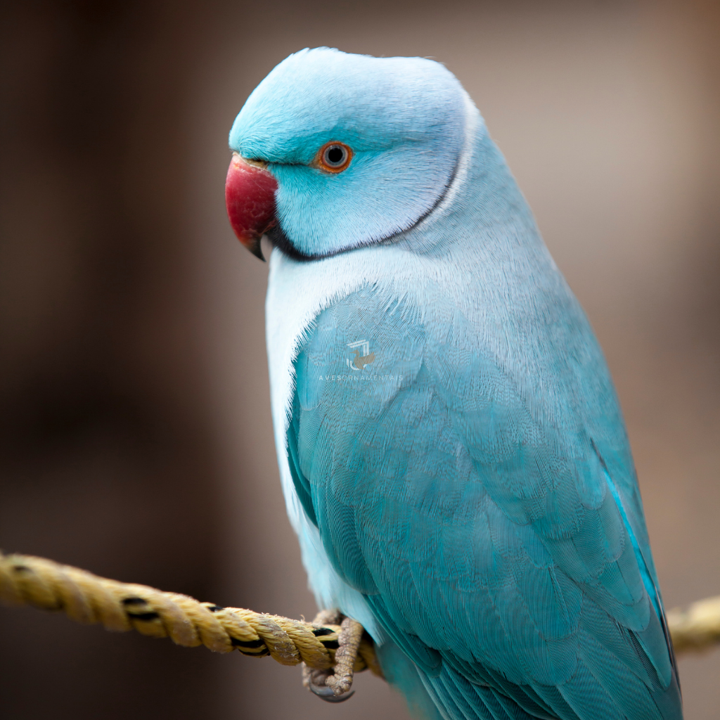 Ringneck Azul