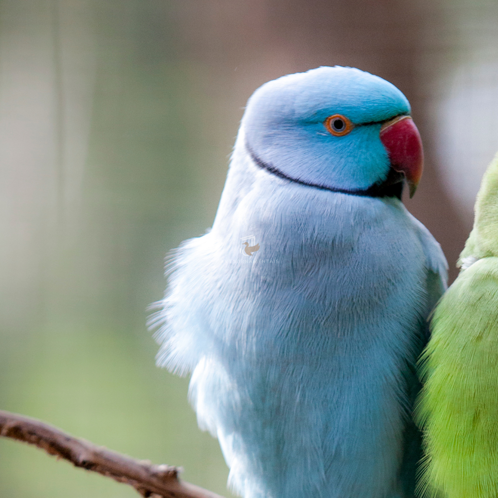 Ringneck Azul