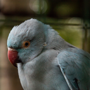 Ringneck Sky Blue