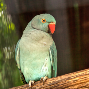 Ringneck Violeta