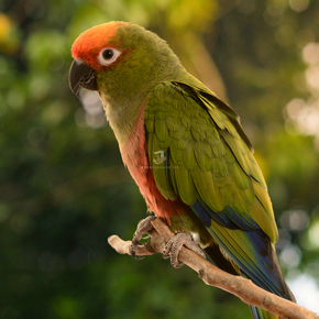 Jandaias - AvesOrnamentaisJ&J - Aves Ornamentais J&J