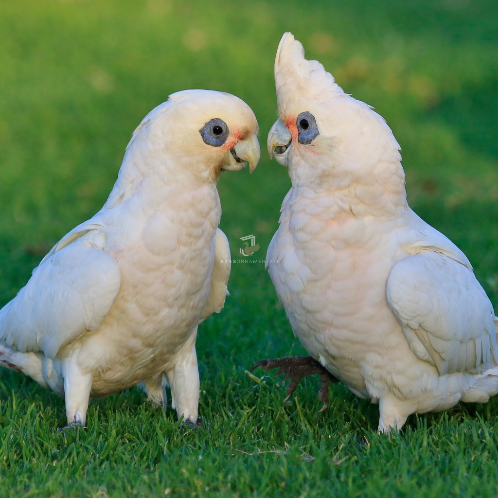 Cacatua Corella