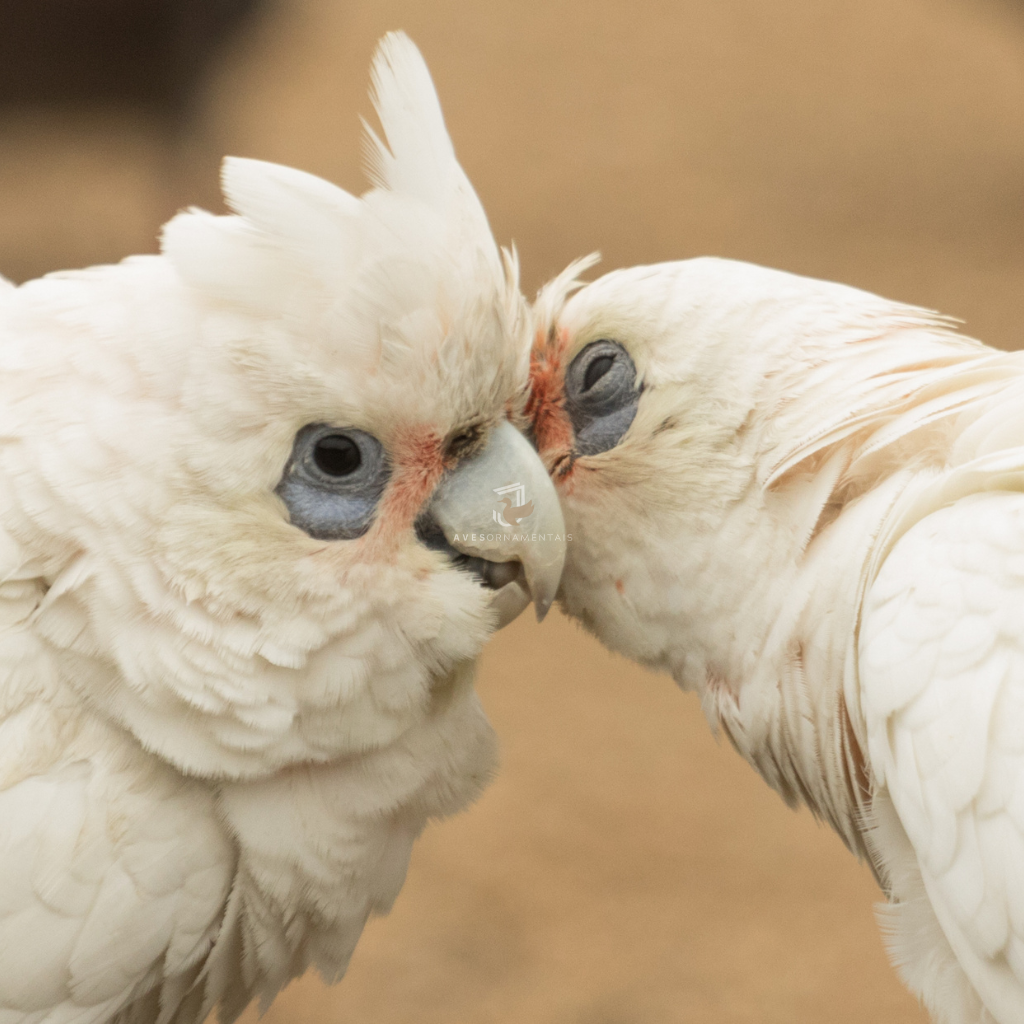 Cacatua Corella