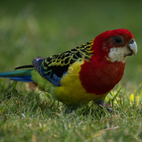 Roselas - AvesOrnamentaisJ&J - Aves Ornamentais J&J