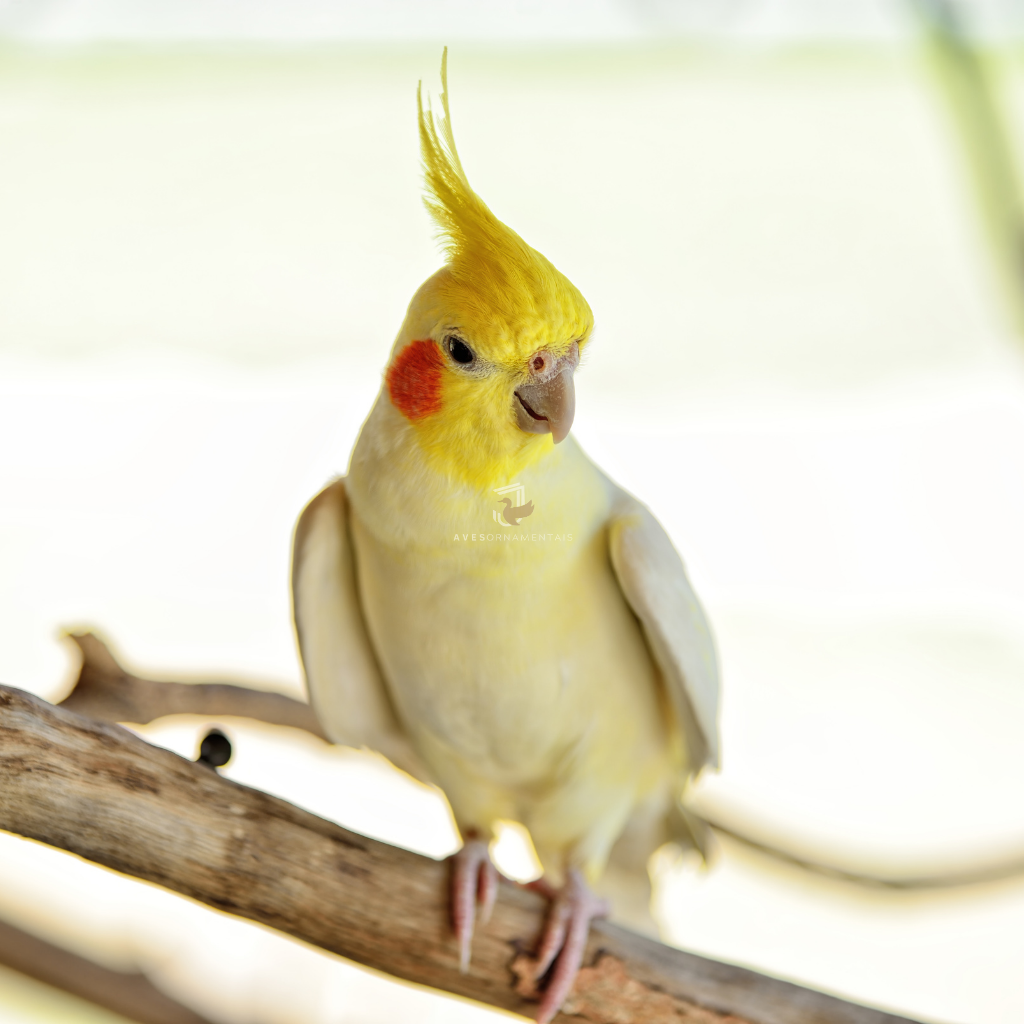 Calopsita Lutina