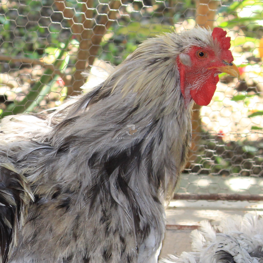 Ovos Férteis de Brahma Mottled