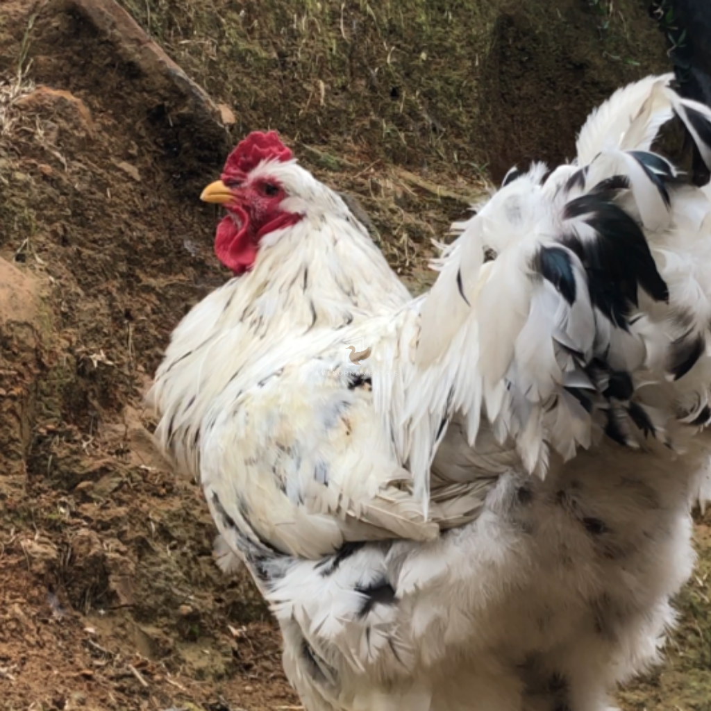 Ovos Férteis de Brahma Splash