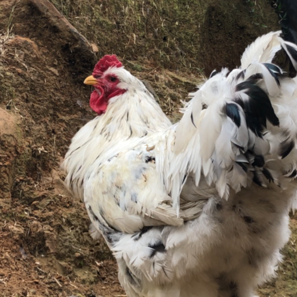 Ovos Férteis de Brahma Splash