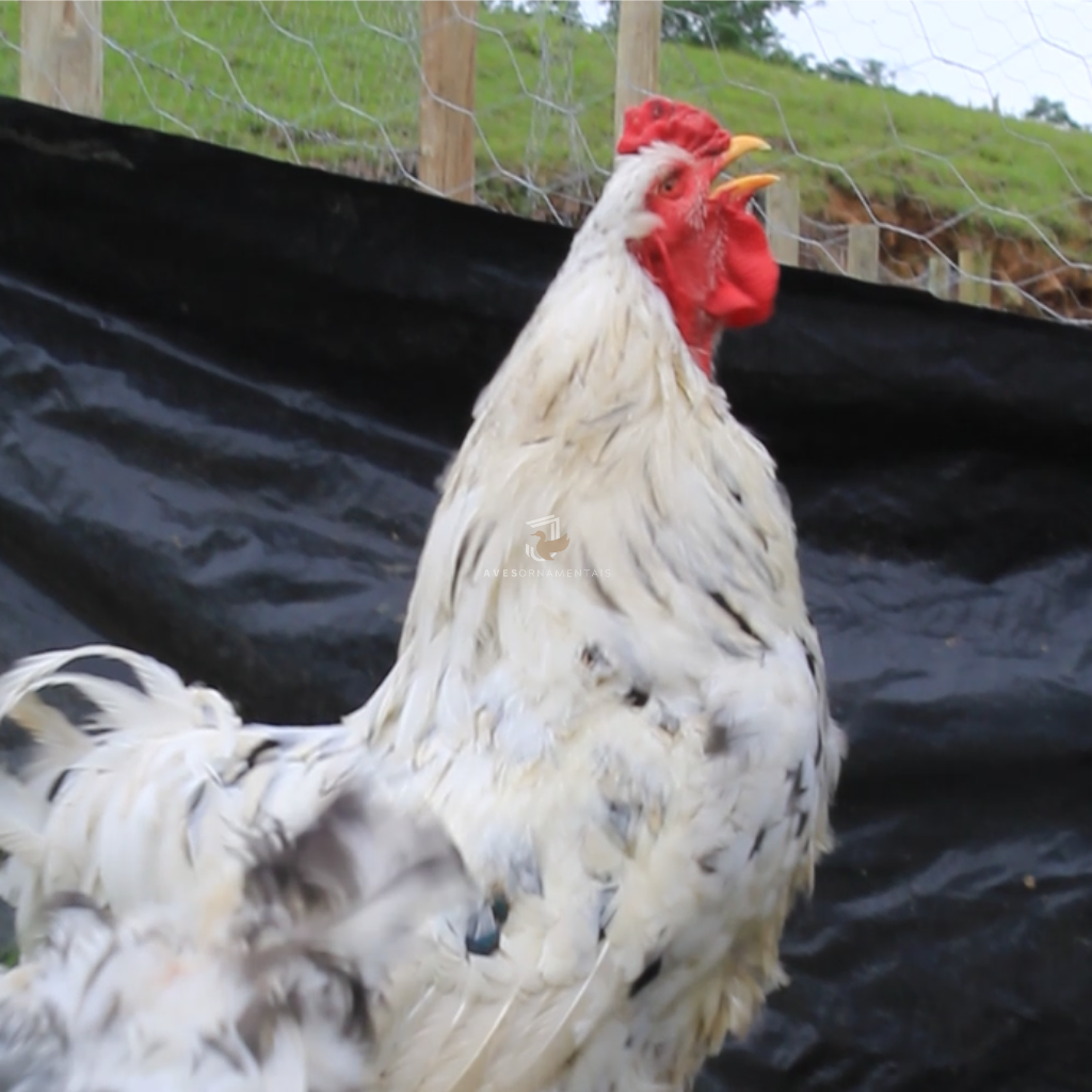 Ovos Férteis de Brahma Splash