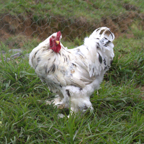 Ovos Férteis de Brahma Mottled