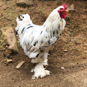 Ovos Férteis de Brahma Splash