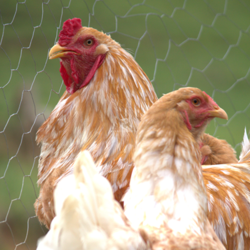 Ovos Férteis de Brahma Lemon