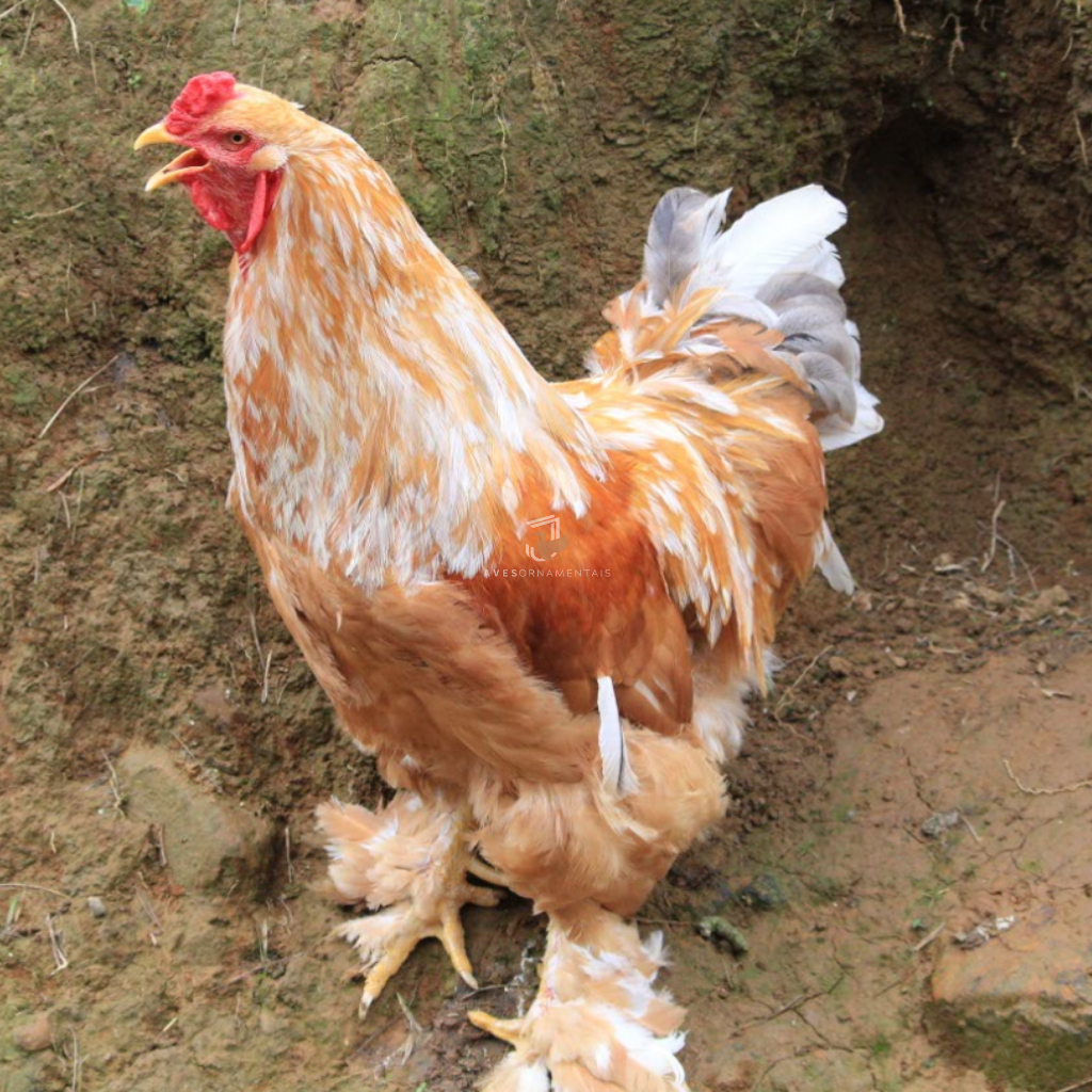 Ovos Férteis de Brahma Lemon