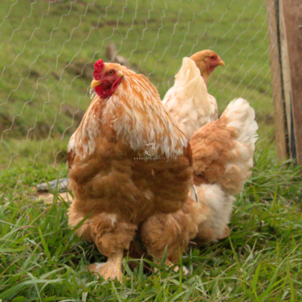 Ovos Férteis de Brahma Lemon