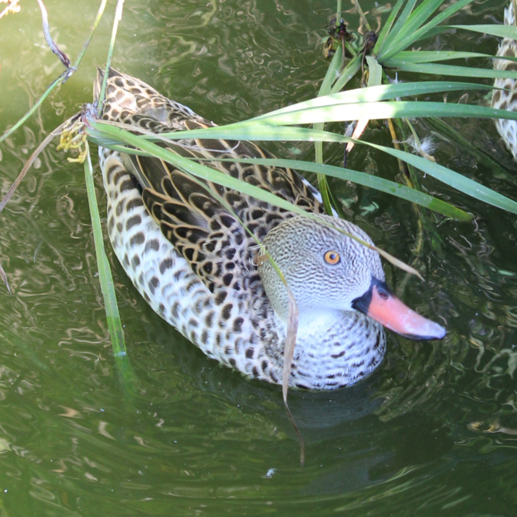 Anas Capensis