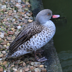 Anas Capensis à venda – Ave ornamental com envio para todo o Brasil