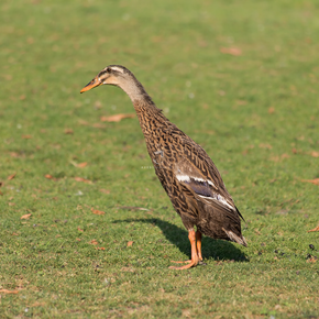 Marreco Carolina à venda – Ave ornamental com envio para todo o Brasil