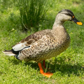 Marreco Rouen à venda – Ave ornamental com envio para todo o Brasil