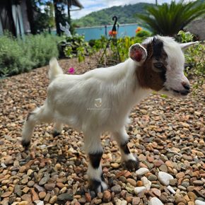 Mini Cabra à venda – Animal ornamental com envio para todo o Brasil